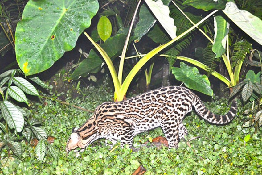 Ocelot Roaming at Night - Mashpi Cloud Forest Reserve - Andean Discovery