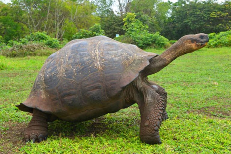 New Species of Galapagos Tortoise Discovered - Andean Discovery