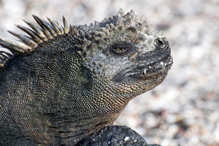 Marine Iguana of the Galapagos Islands - Andean Discovery