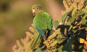Colombia Wildlife Odyssey - Andean Discovery