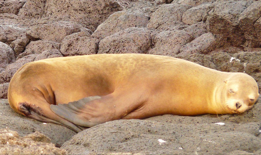 Galapagos island Fur Seal expeditions by Andean Discovery