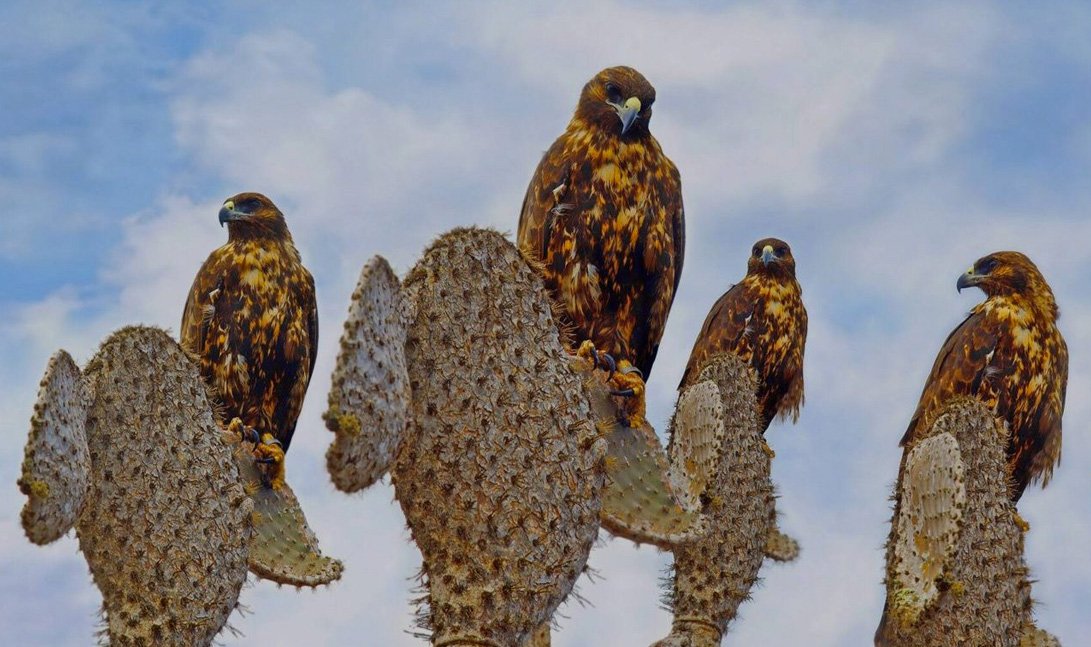 Galapagos Hawk, Galapagos by Andean Discovery