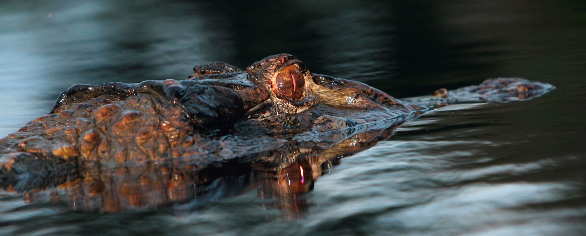 Machu Picchu, Amazon, and Galapagos Tour - 14 days